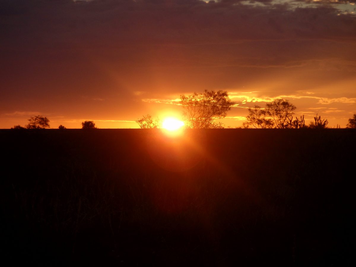 Spirit of the Earth Medicine Society – Bone Seed Wisdom